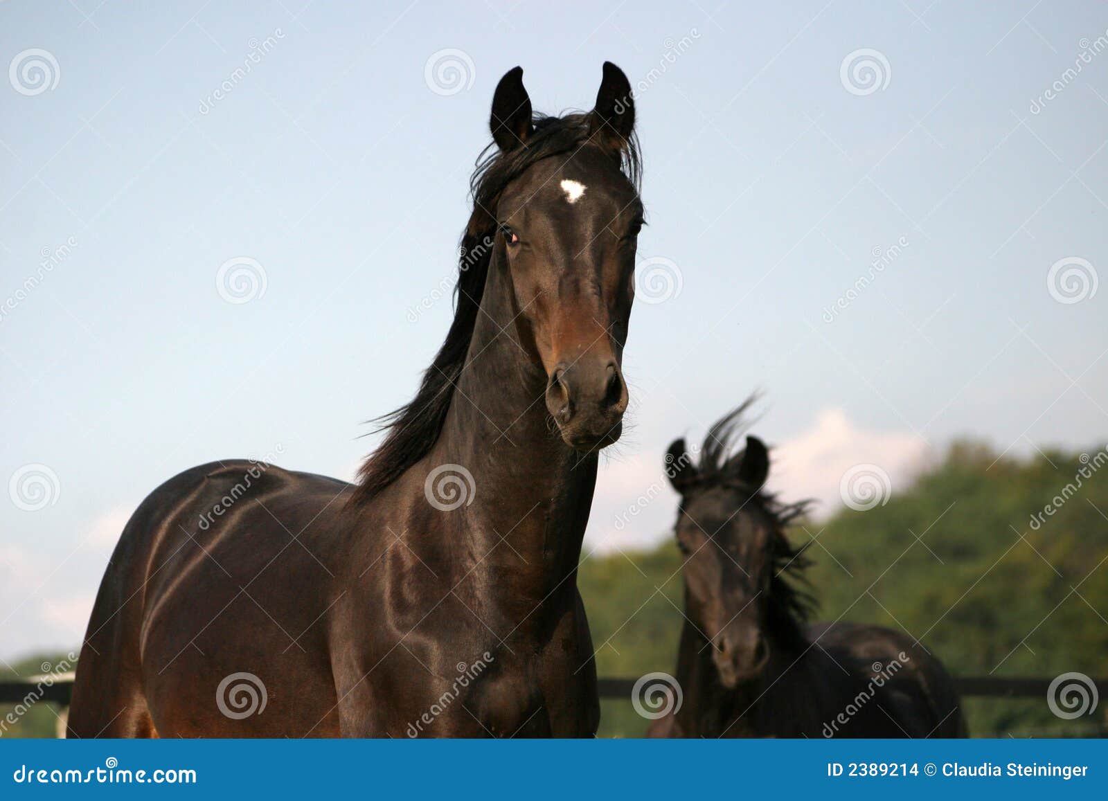 Two stallions stock photo. Image of friends, loyal, black - 2389214
