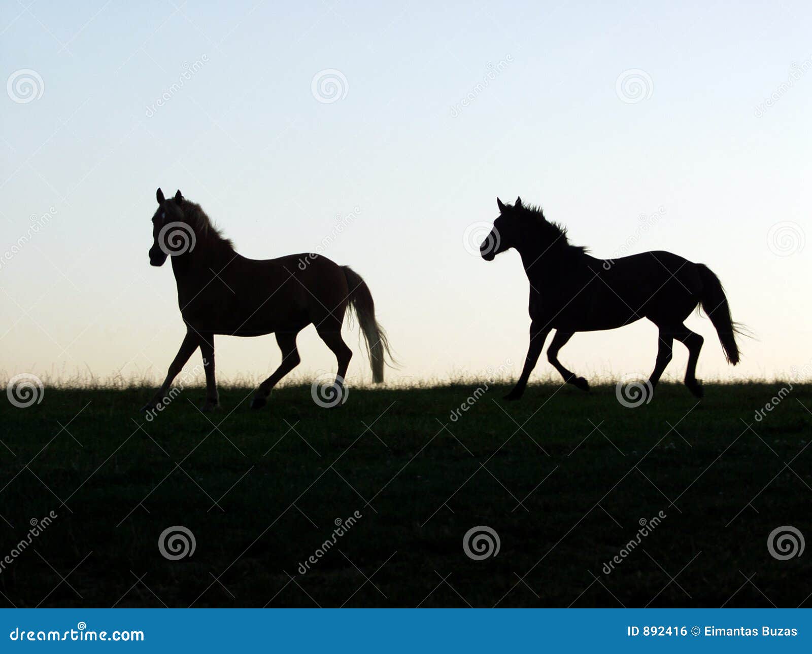Two Stallions stock photo. Image of nature, mammals, ridding - 892416