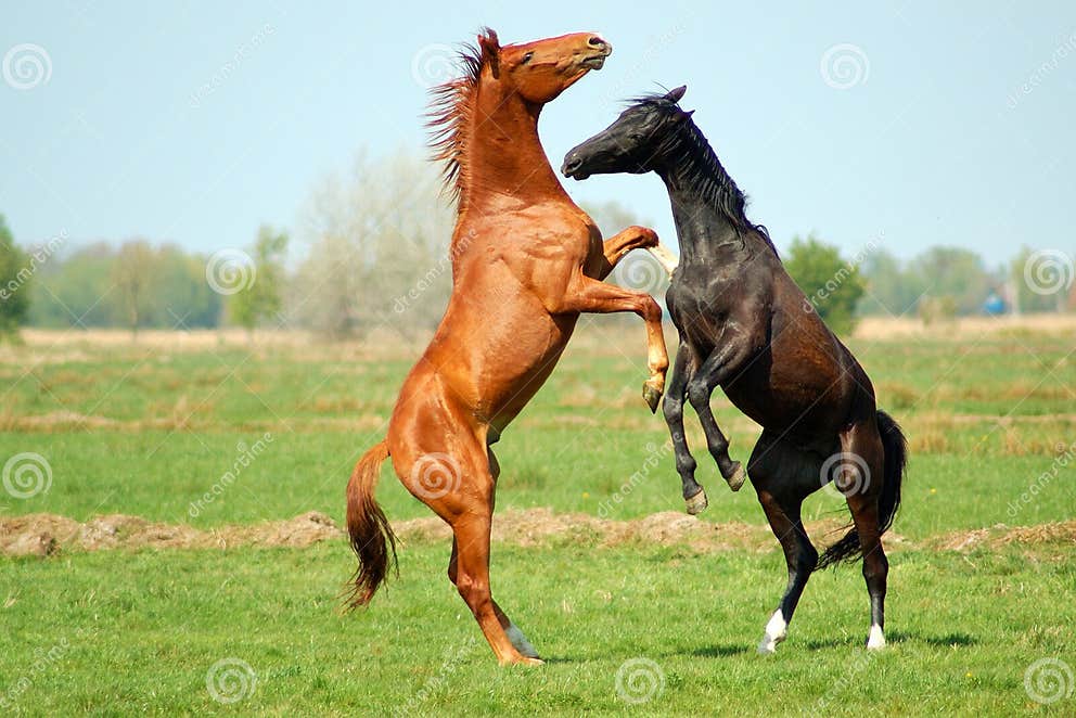 Two Stallions in fight stock image. Image of hinterhufe - 6647741