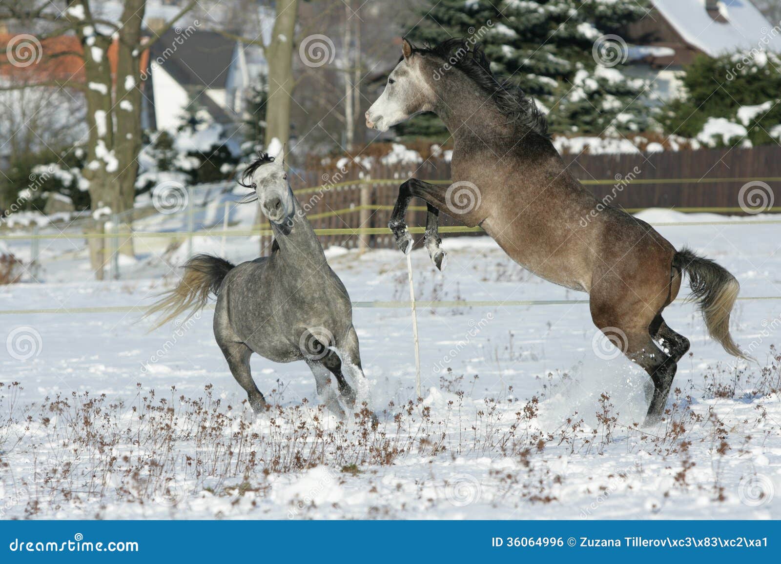 Two Stallions Fighting in Winter Stock Photo - Image of fight, running ...