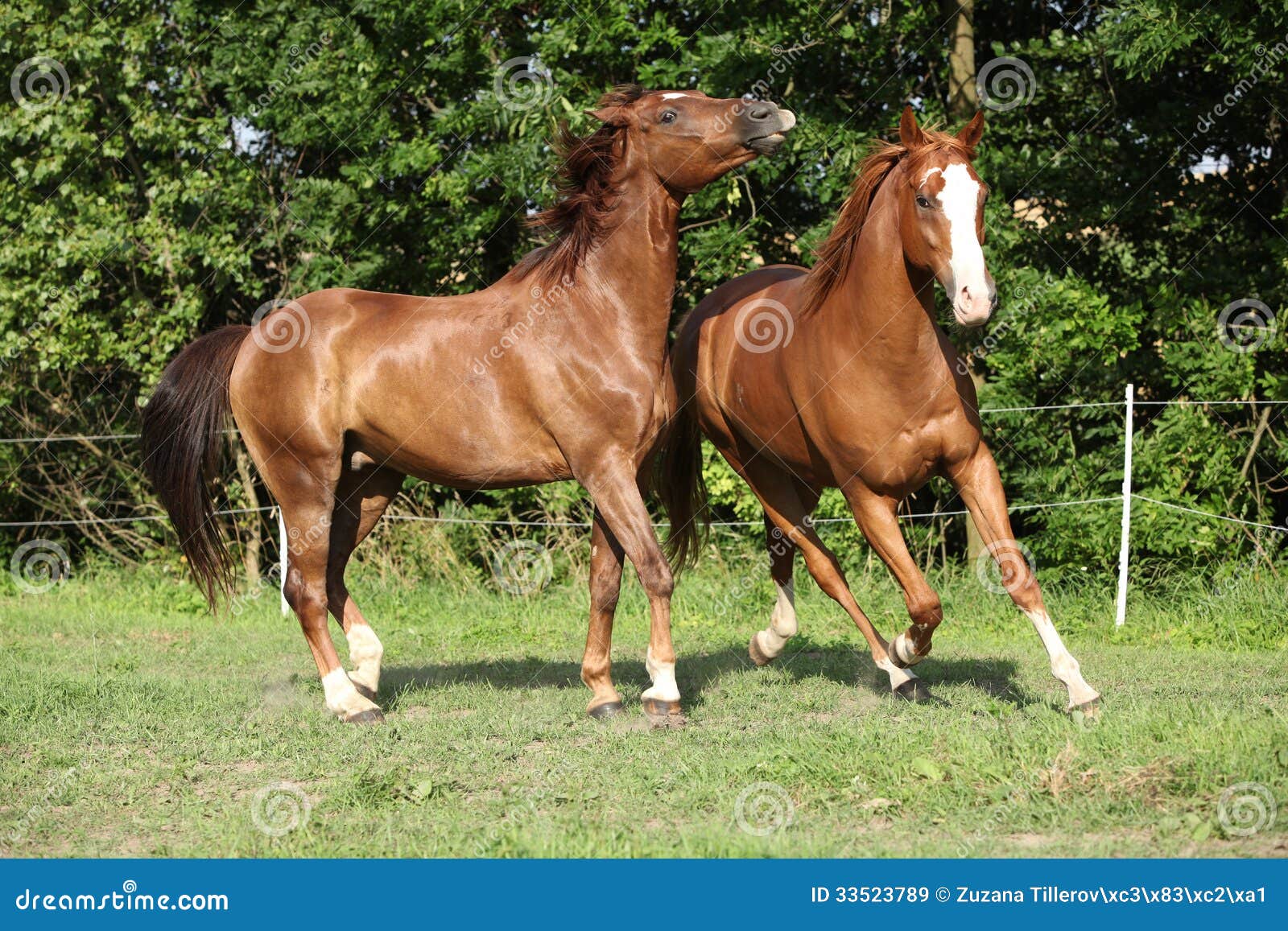 Two Stallions Moving on Pasturage Stock Image - Image of speed ...