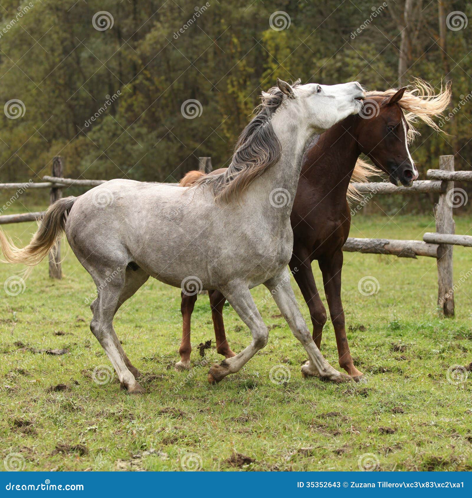 Two Stallions Playing on Pasturage Stock Image - Image of stallion ...