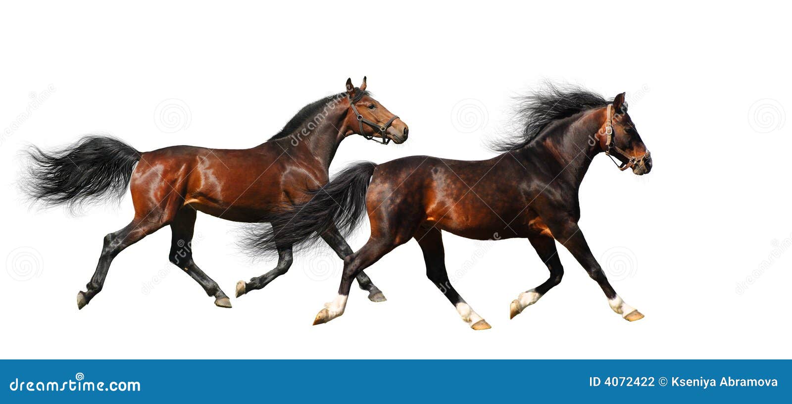 Two stallions trot stock photo. Image of trakehner, chestnut - 4072422