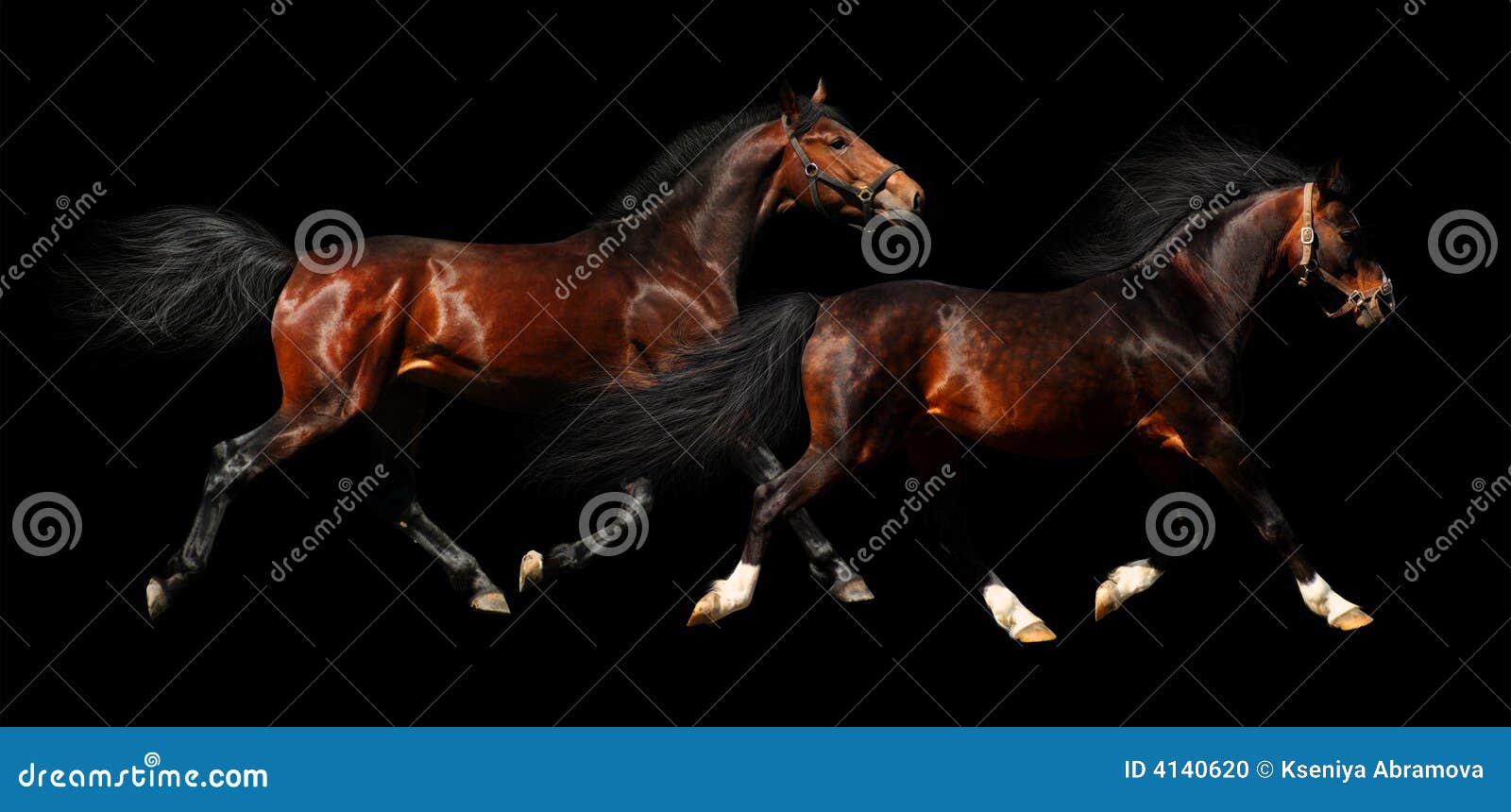 Two stallions trot stock photo. Image of equine, animal - 4140620