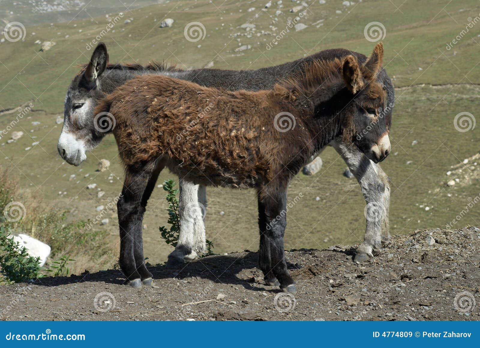 Two standing burros stock image. Image of wildlife, togetherness - 4774809