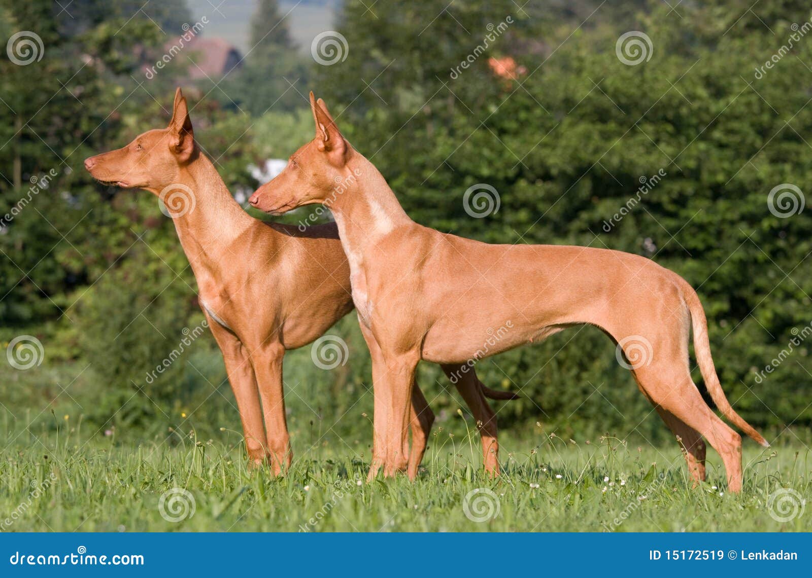 Two Standing Dogs in a Meadow - Pharaoh Hound Stock Image - Image of ...