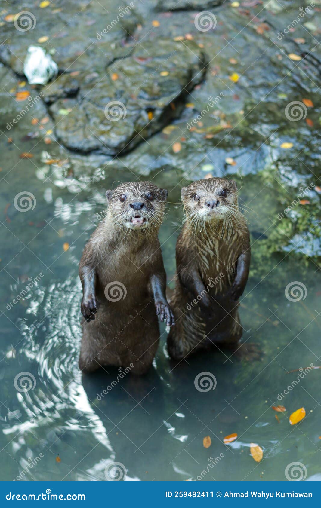 Two standing otter stock image. Image of river, outside - 259482411