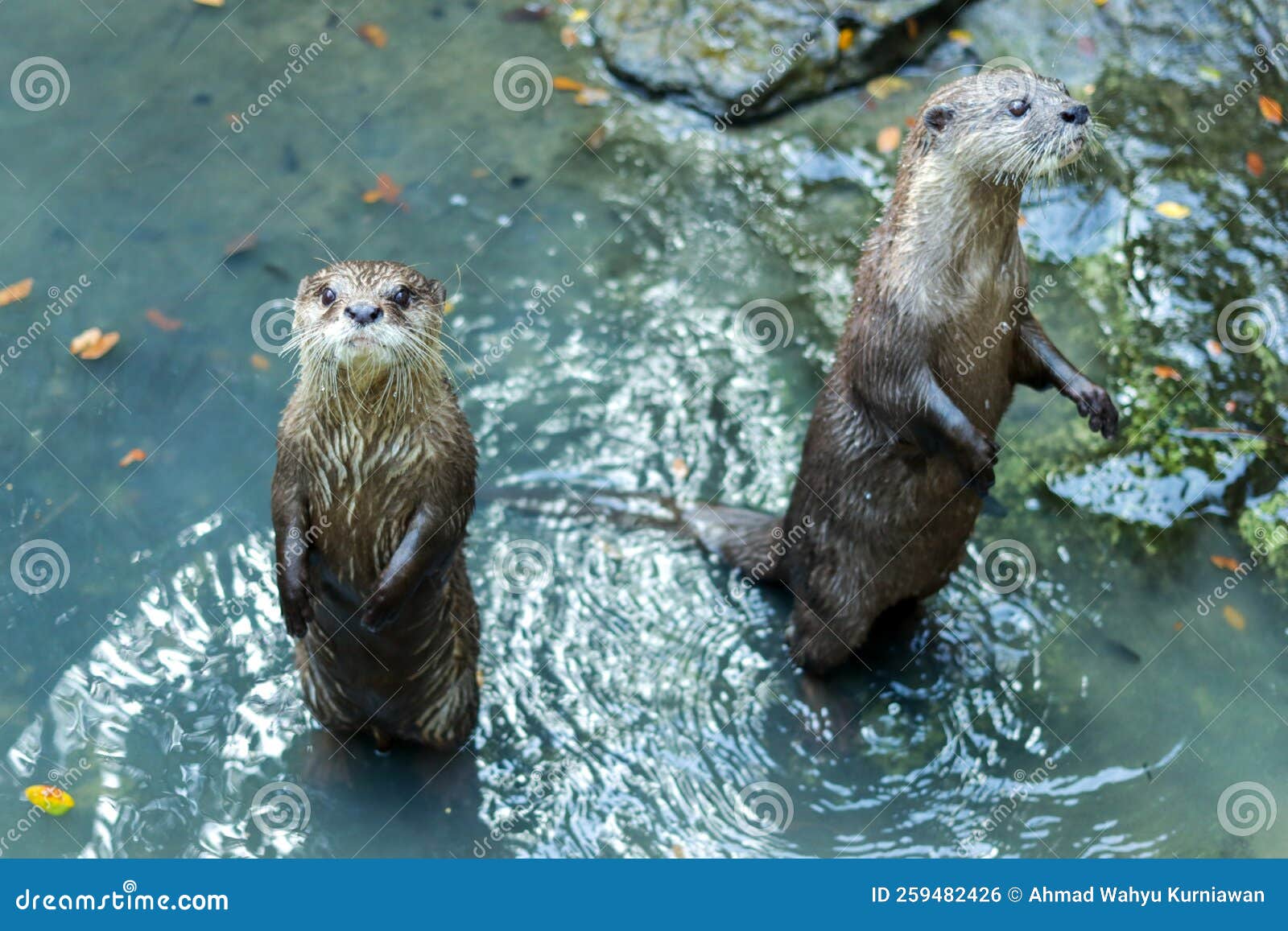 Two standing otter stock photo. Image of arms, mammal - 259482426