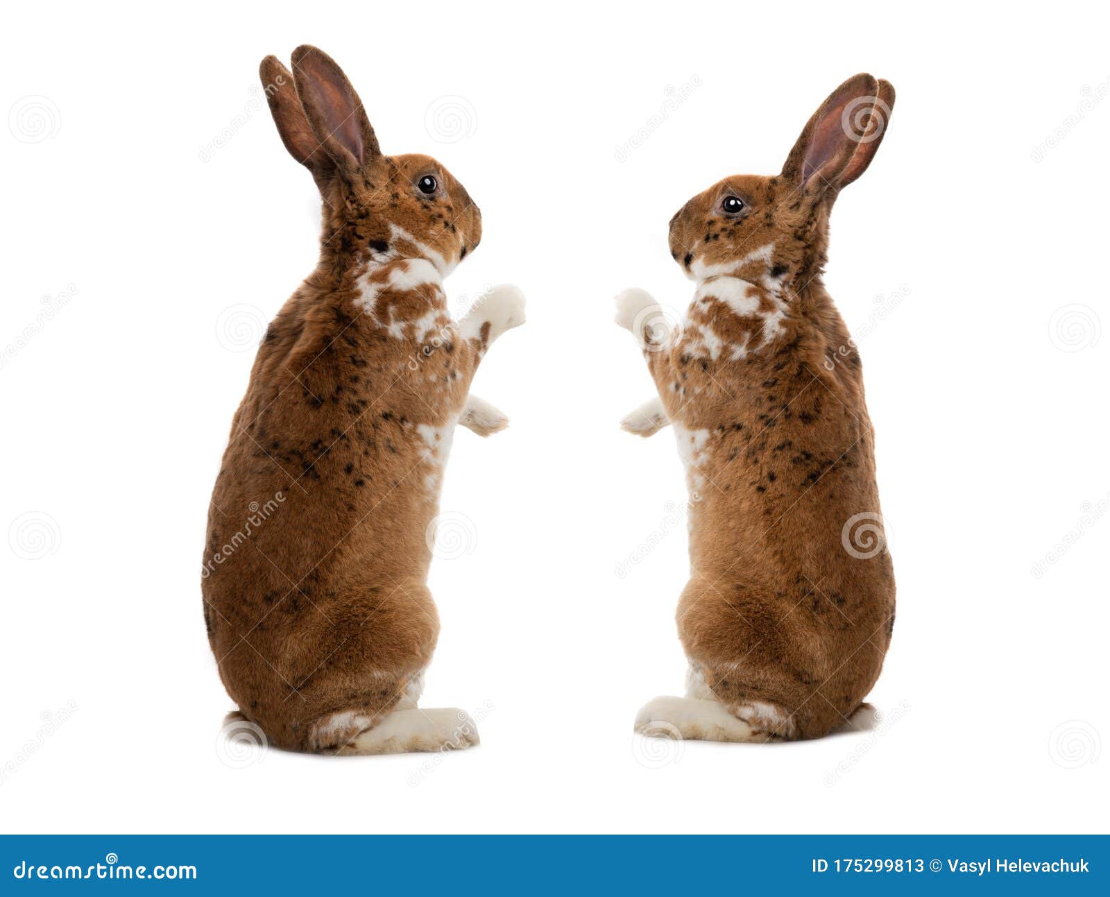 Two Standing Spotted Rabbits Isolated on a White Stock Image - Image of ...