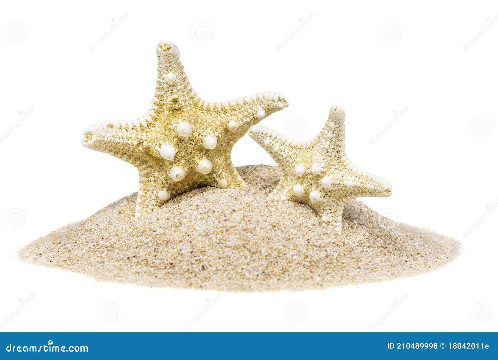 Two Star Fish on Hipped Sand, Isoalated Stock Photo - Image of sandy ...