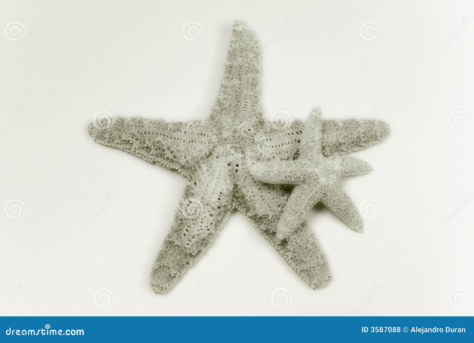 Two star shells stock photo. Image of coastline, ocean - 3587088