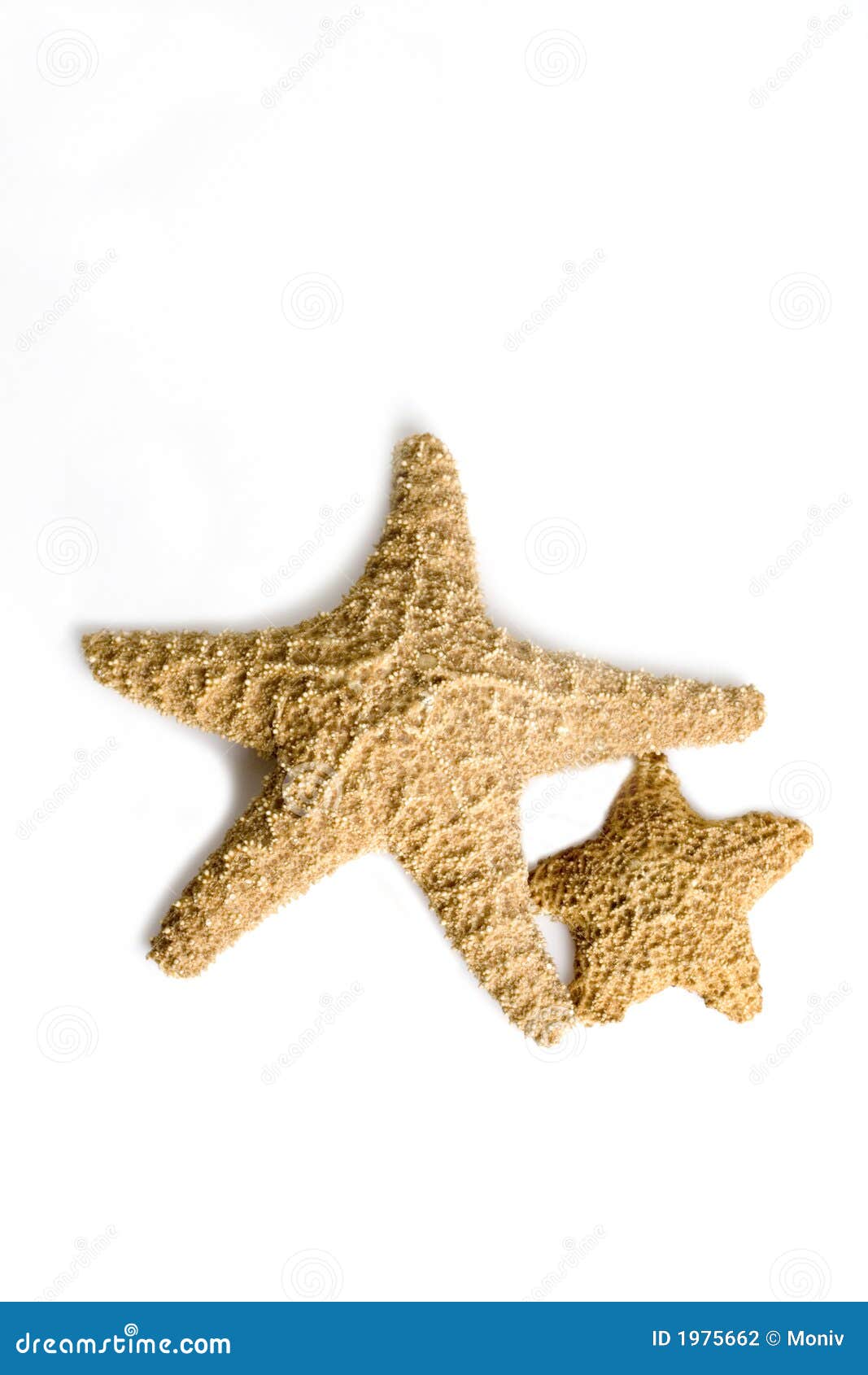 Two starfish stock photo. Image of inside, tenderness - 1975662