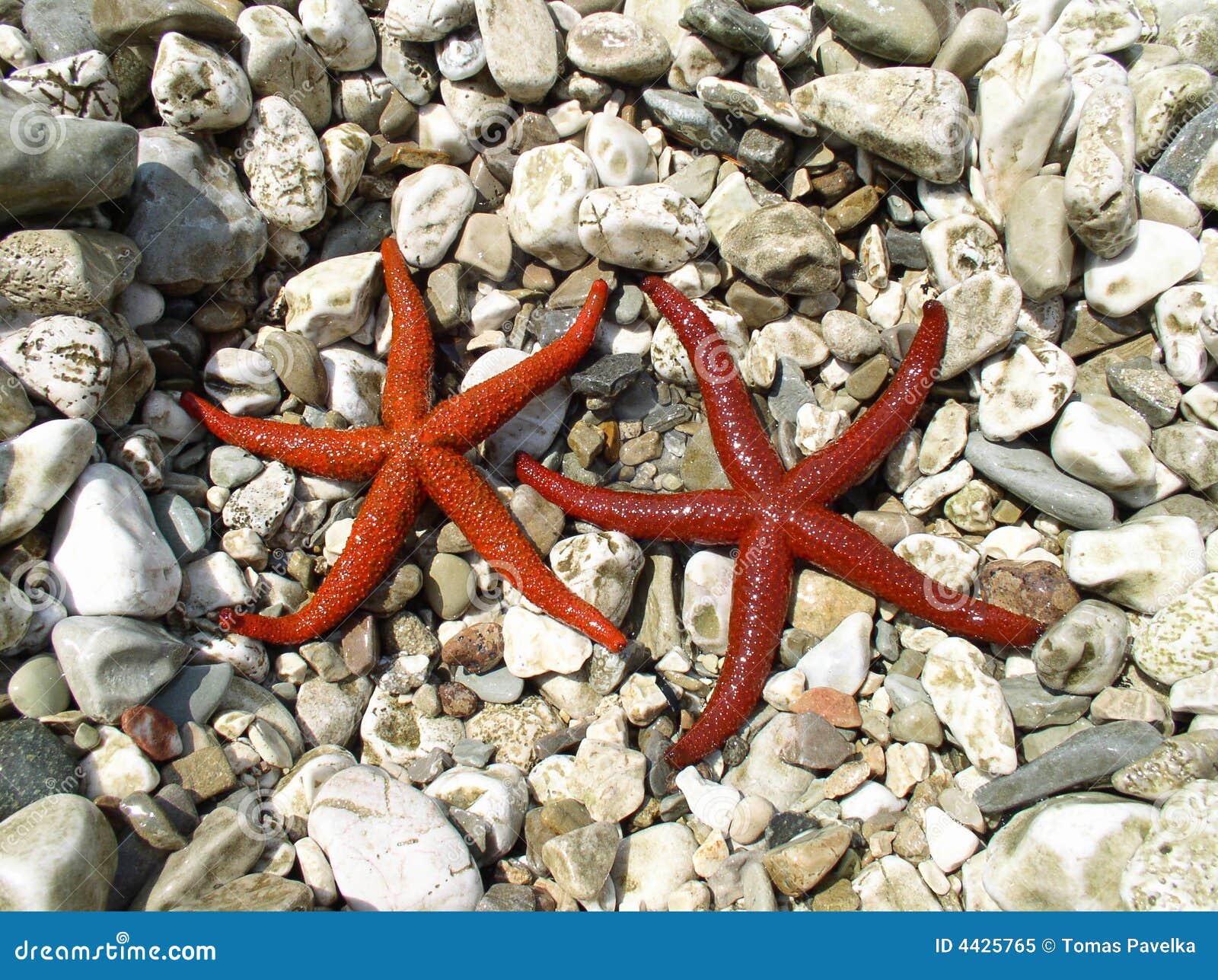 Two starfish stock image. Image of rubble, flint, adriatic - 4425765