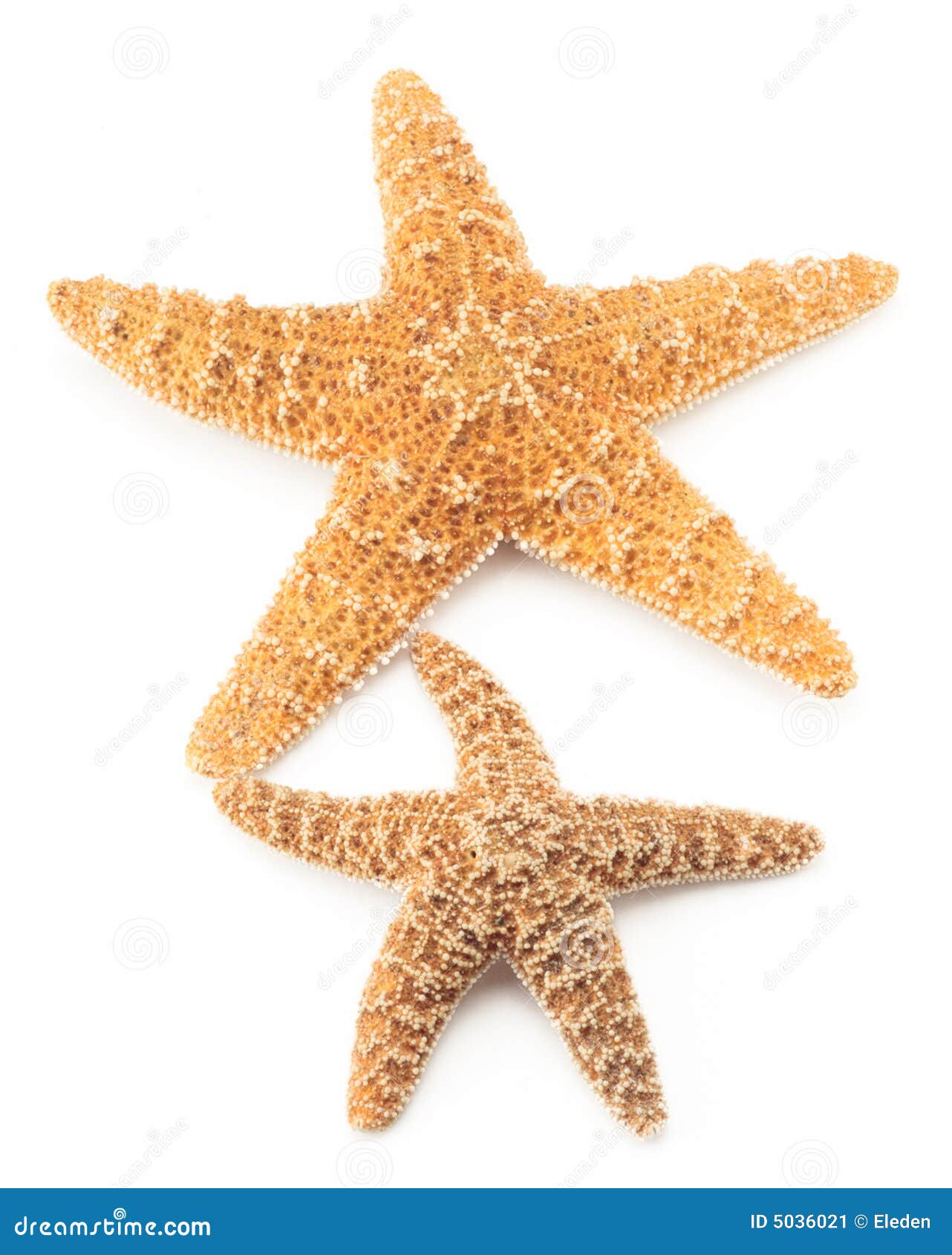 Two starfish stock image. Image of tropical, fish, summer - 5036021