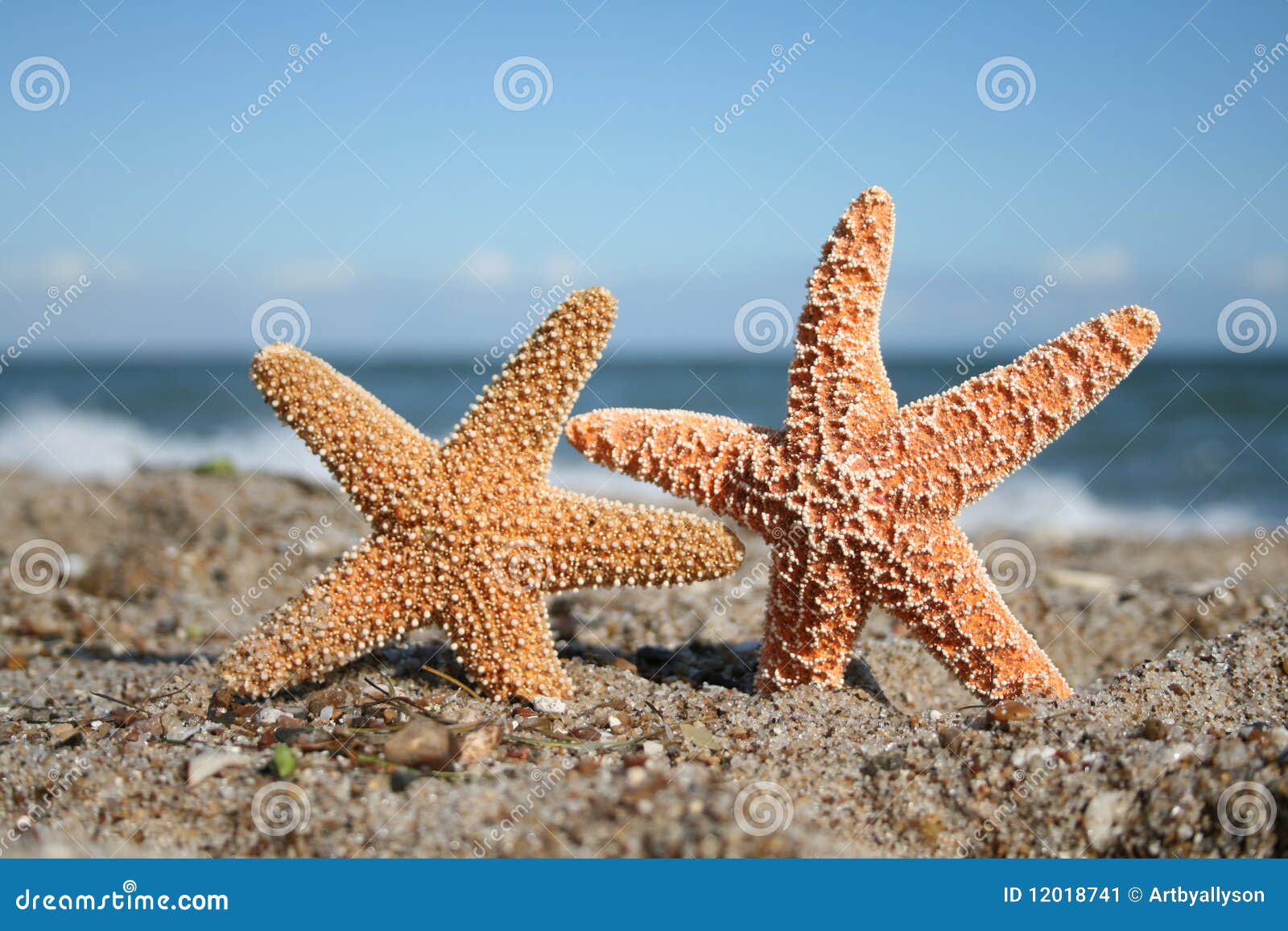Two Starfish on Beach stock image. Image of beach, foam - 12018741
