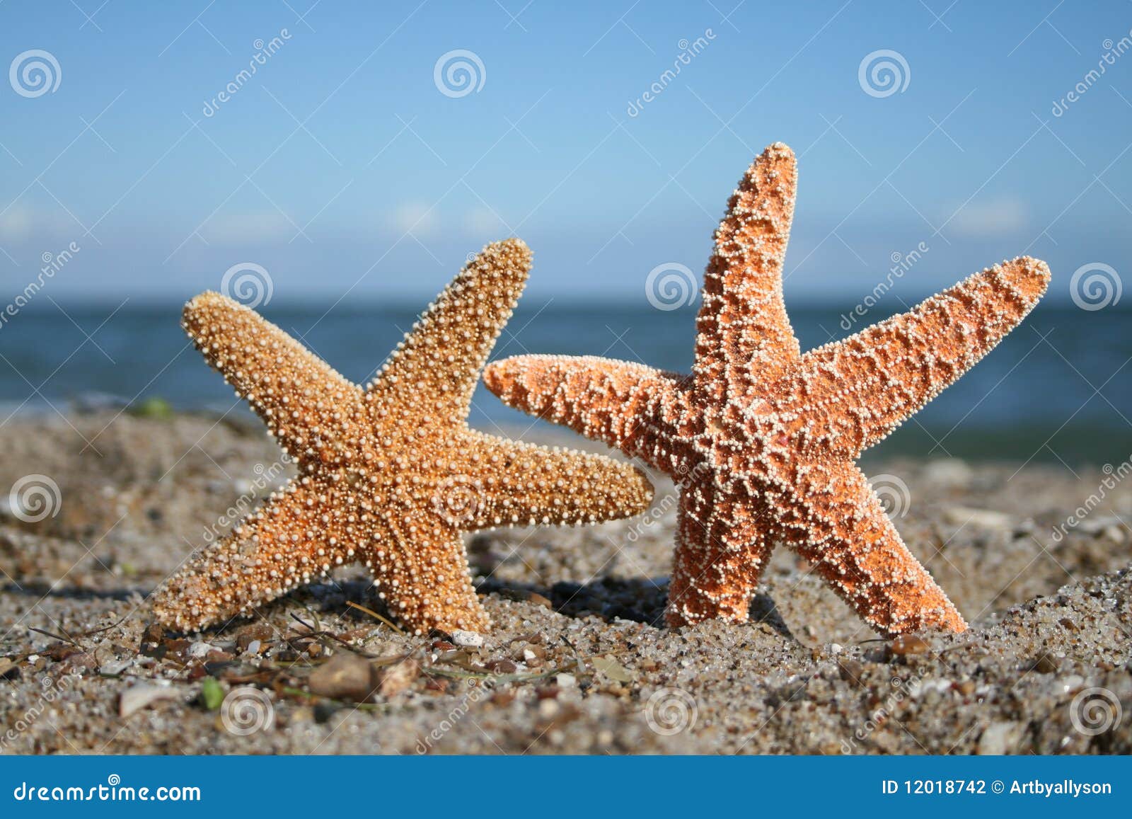 Two Starfish on Beach stock photo. Image of foam, symbol - 12018742
