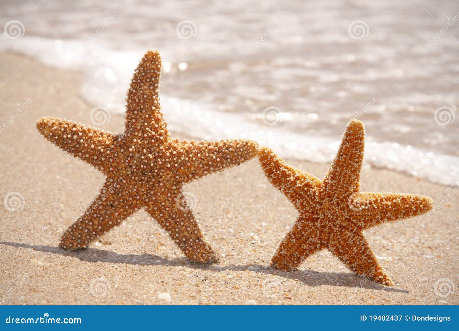 Two Starfish on the Beach stock image. Image of sunny - 19402437