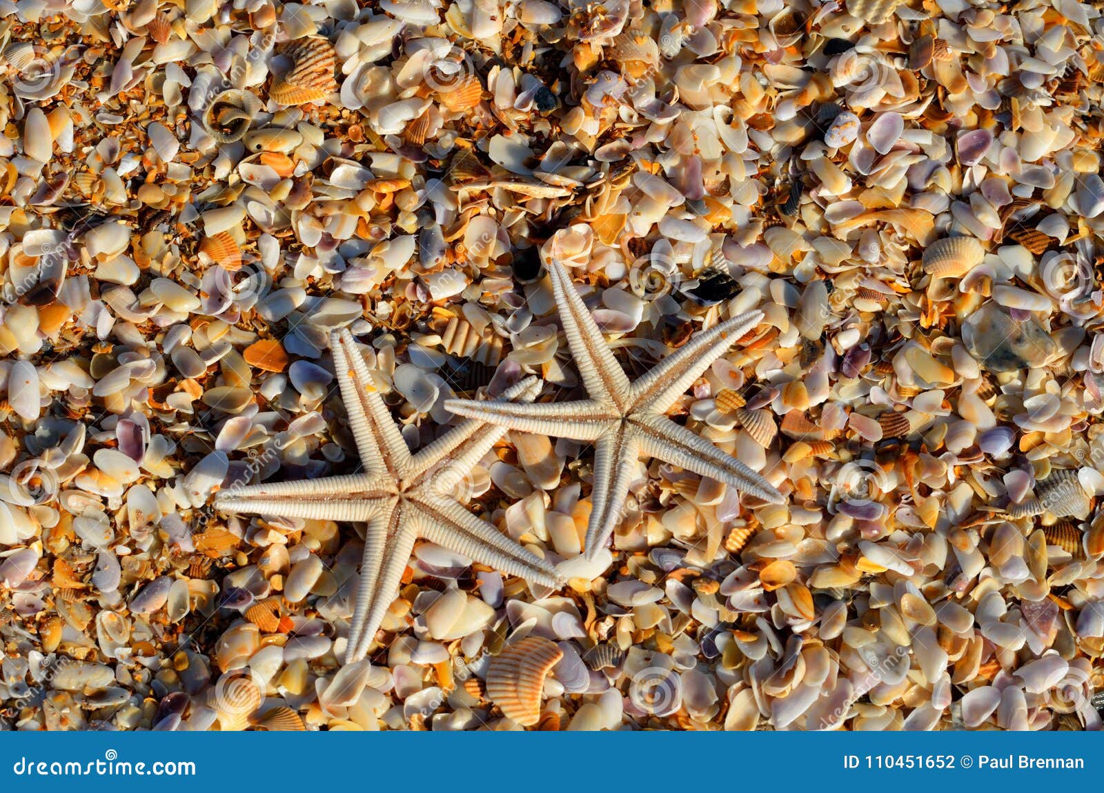 Two starfish on beach stock photo. Image of echinoderms - 110451652
