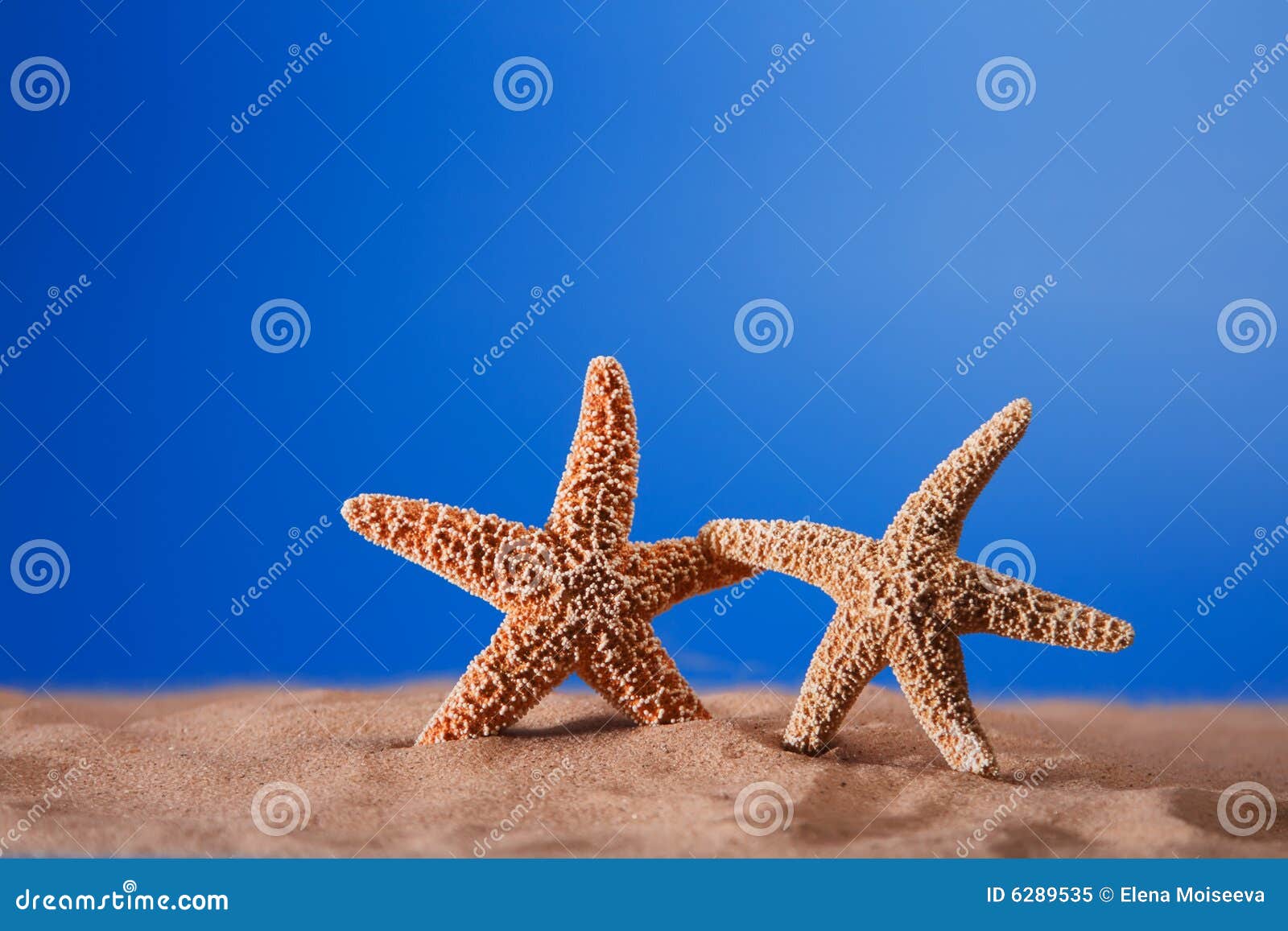 Two Starfish on a Beach Sand Stock Image - Image of star, sunlight: 6289535