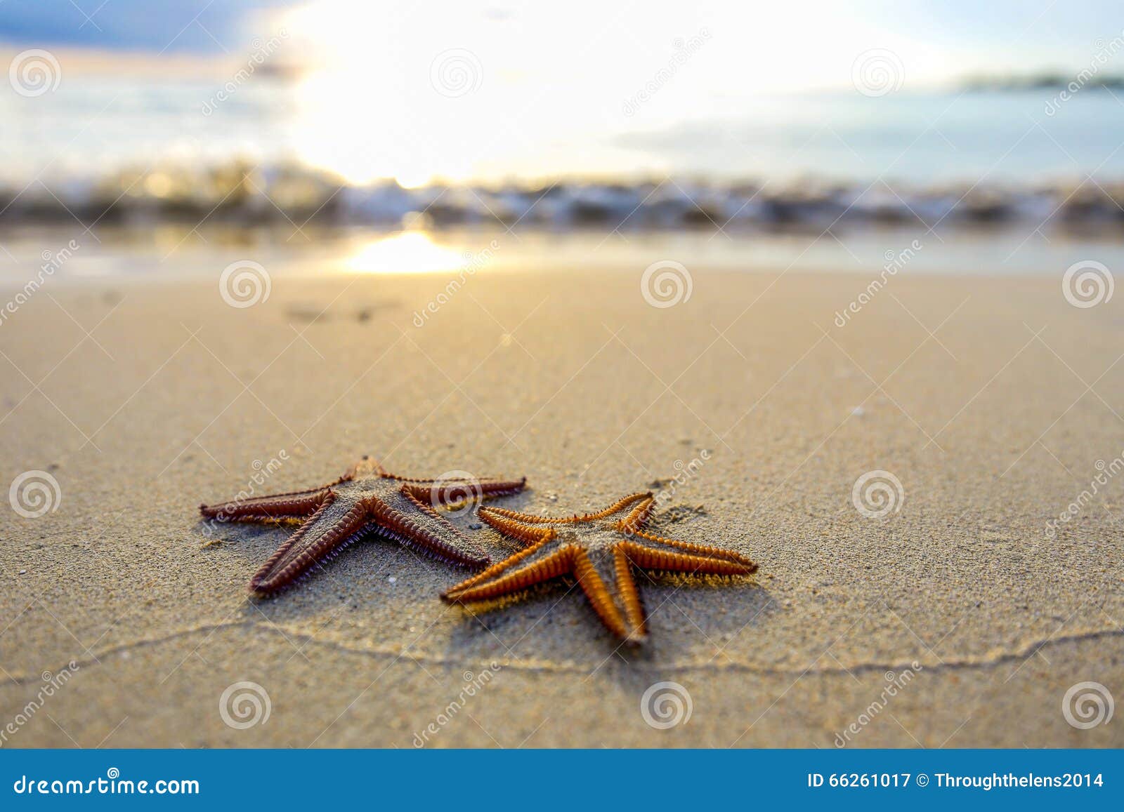 Two Starfish on the Beach at Sunset, a Romantic Metaphor Stock Image ...