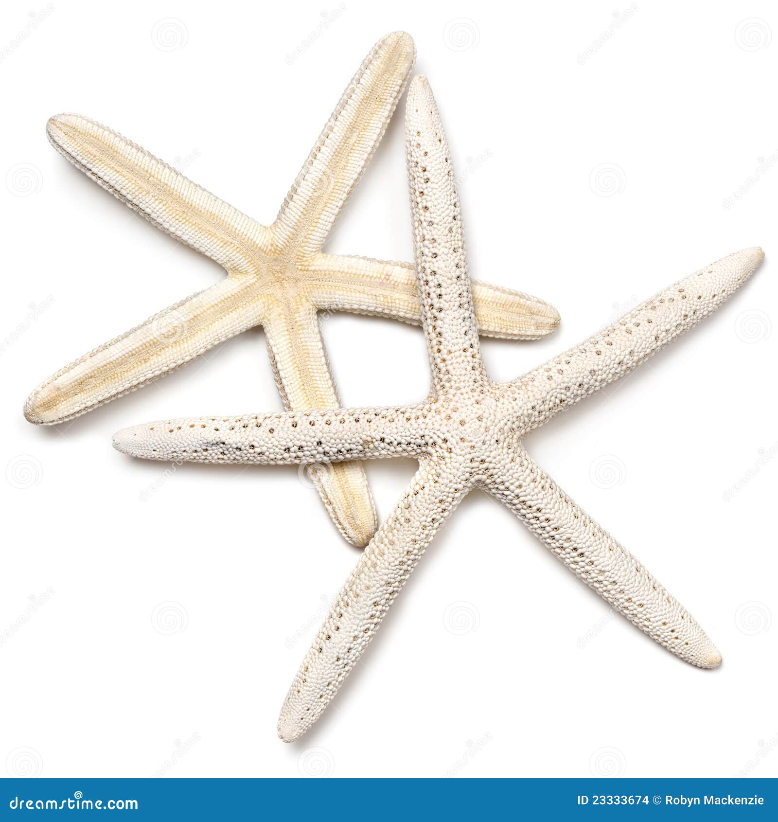 Two Starfish over White stock photo. Image of square - 23333674