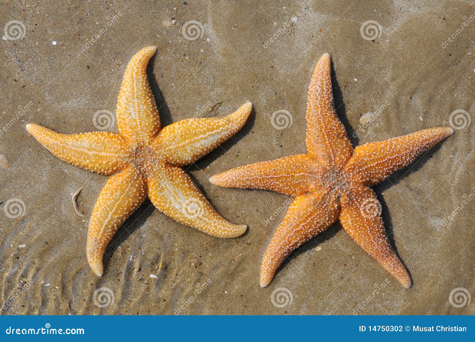 Two starfish on sand stock photo. Image of background - 14750302