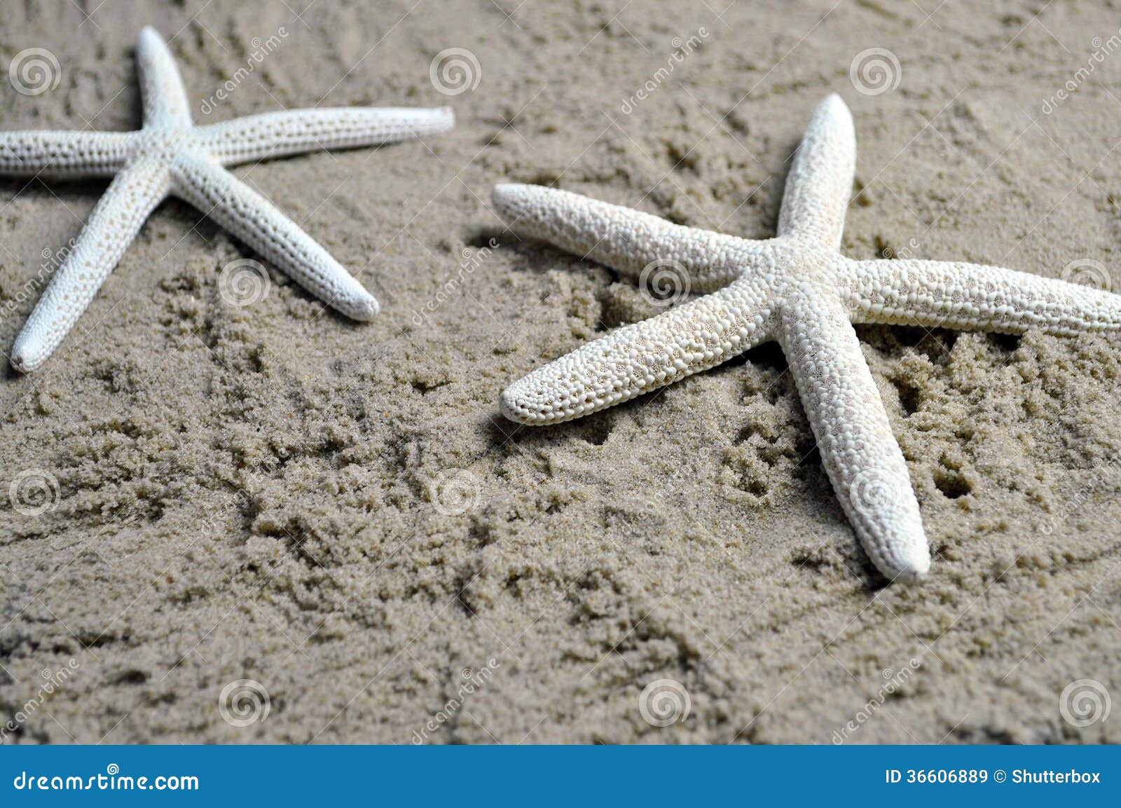 Two Starfish on a Sandy Beach Stock Image - Image of natural, bivalve ...