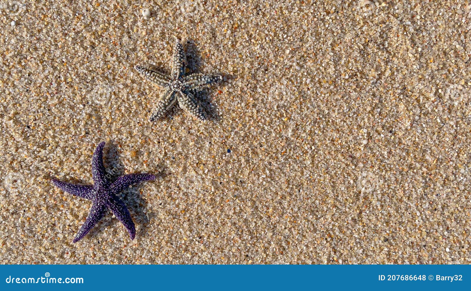 Two Starfish, or Sea Stars, on a Sandy Beach. Top Down Background Stock ...