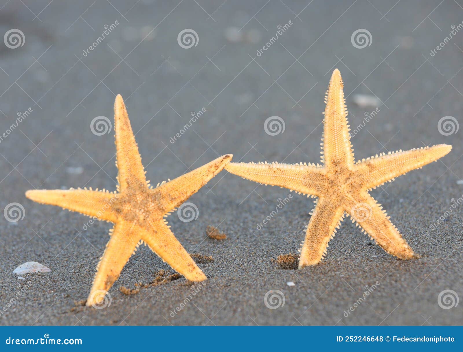 Two Starfish that Seem To Join Hands Like Two Friends Stock Photo ...