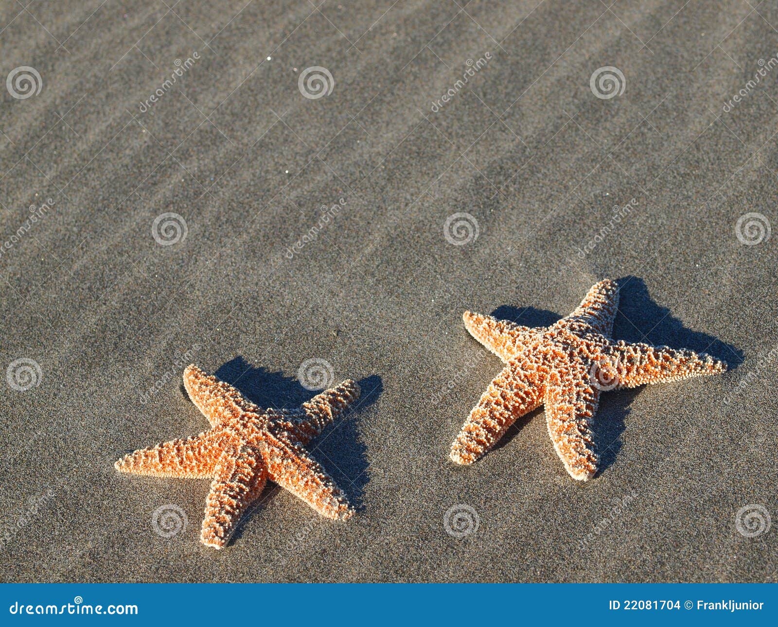 Two Starfish with Shadows stock photo. Image of shape - 22081704