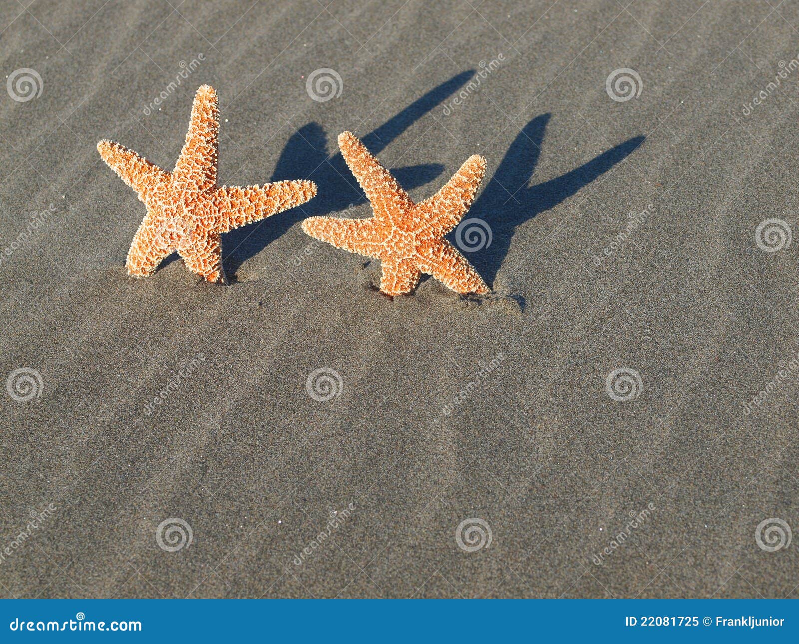 Two Starfish with Shadows stock image. Image of idyllic - 22081725