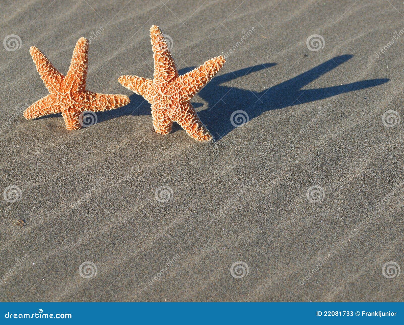Two Starfish with Shadows stock image. Image of copy - 22081733