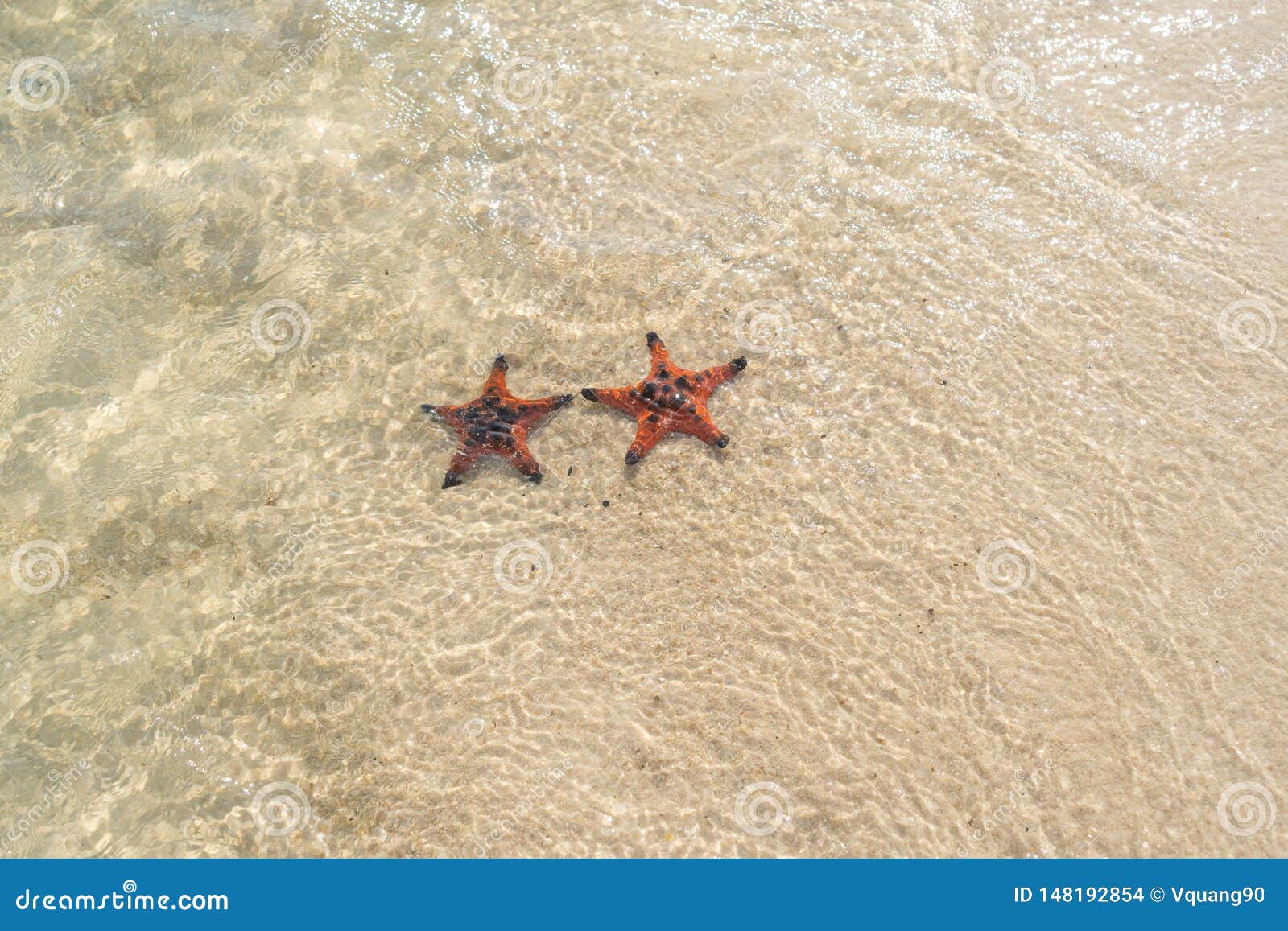 Two Starfish on the Summer Beach in Sea Water Stock Photo - Image of ...