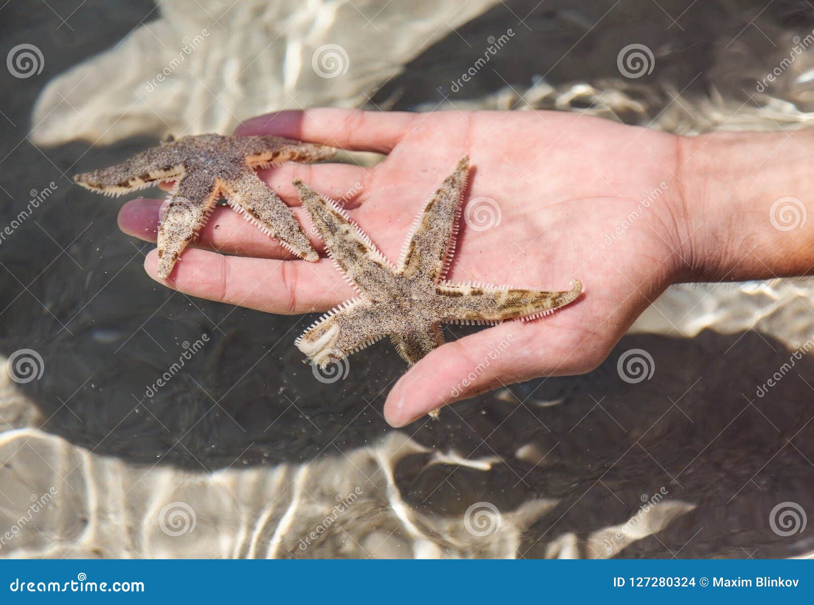 Red Starfish Under The Microscope Stock Image | CartoonDealer.com #99427807