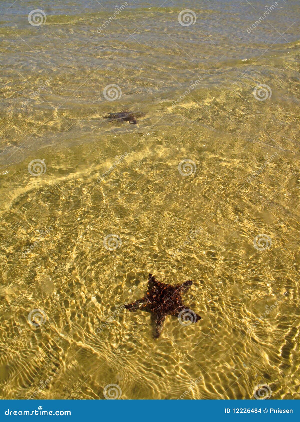 Two Starfish in Water on Beach Stock Photo - Image of harbor, park ...