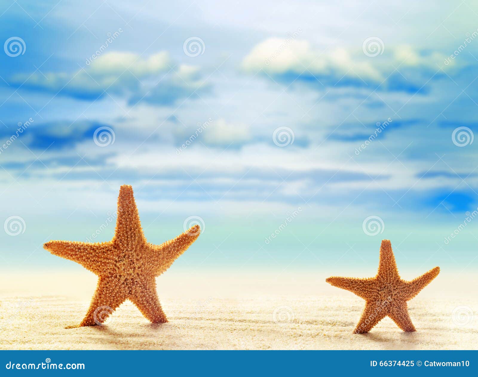Two Starfish on White Sand Beach with Ocean Stock Image - Image of ...