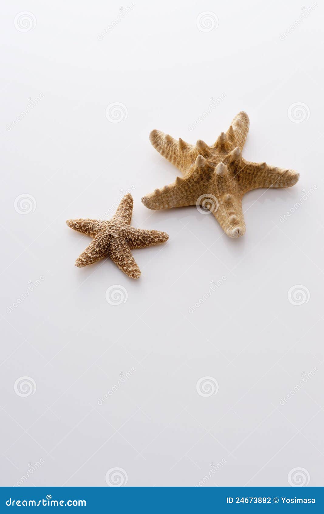 Two starfishes stock photo. Image of fish, objects, abstract - 24673882