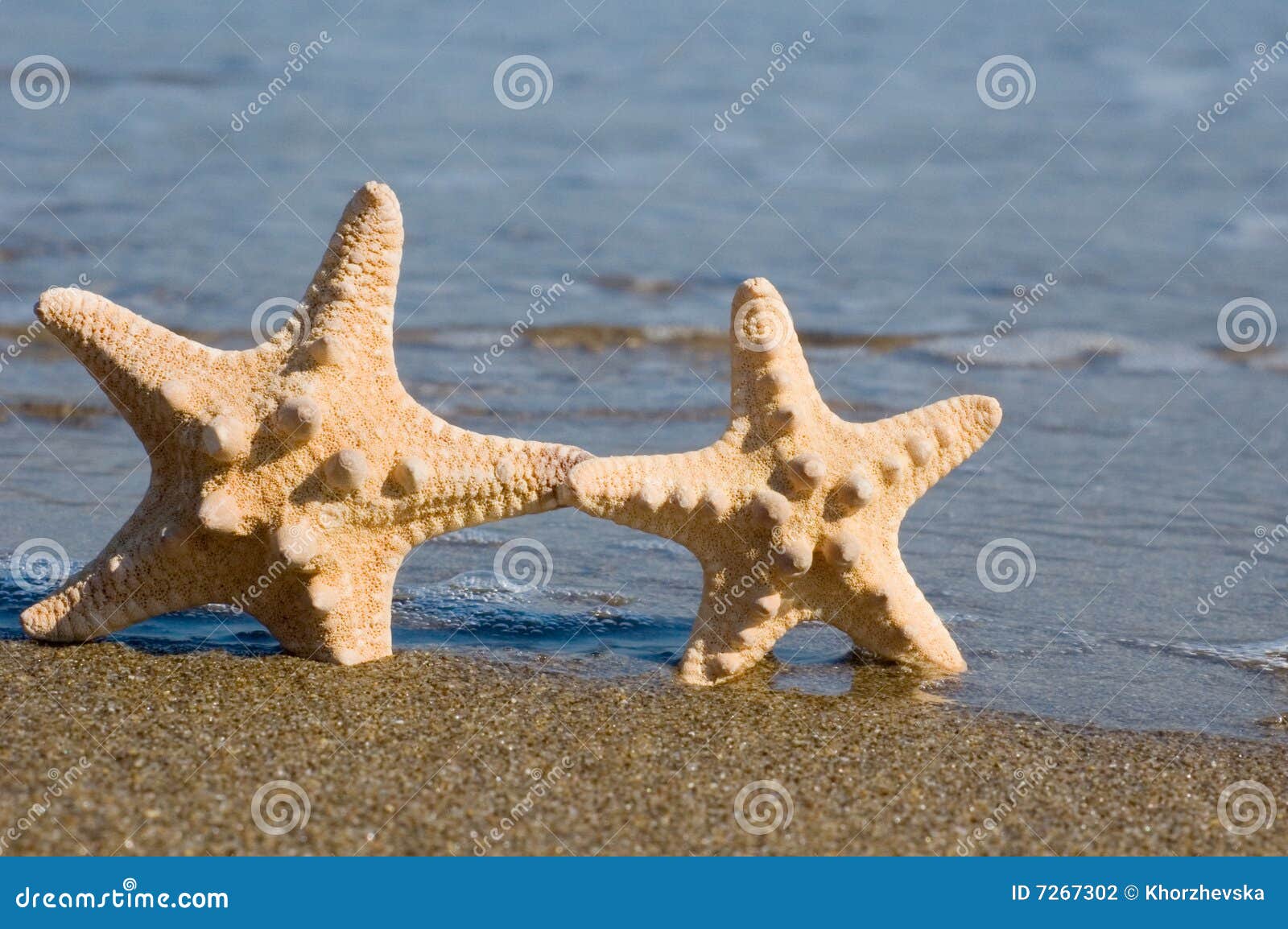 Two Starfishes on the Beach Stock Photo - Image of shoreline, coastline ...