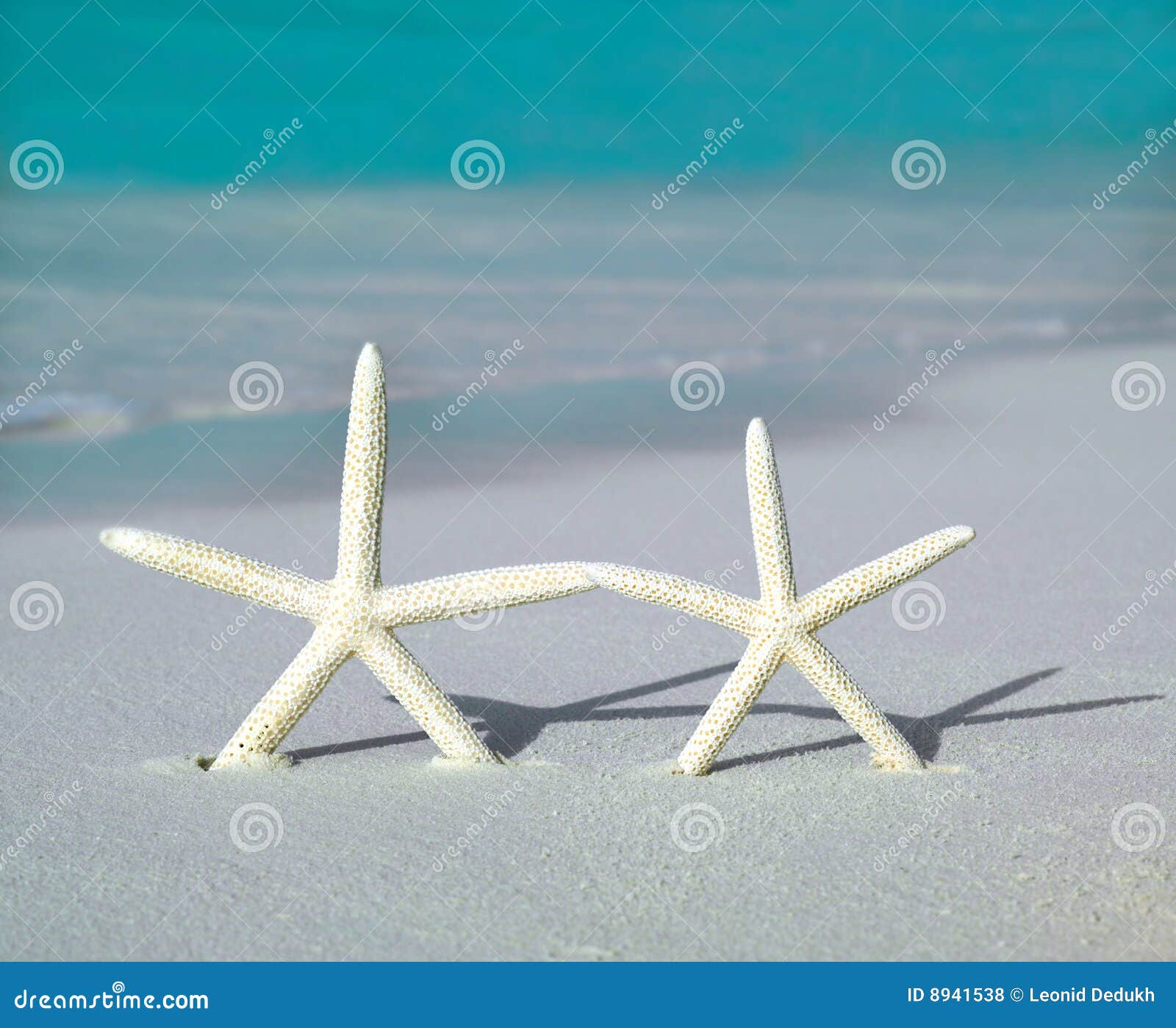 Two starfishs on the beach stock photo. Image of relaxation - 8941538