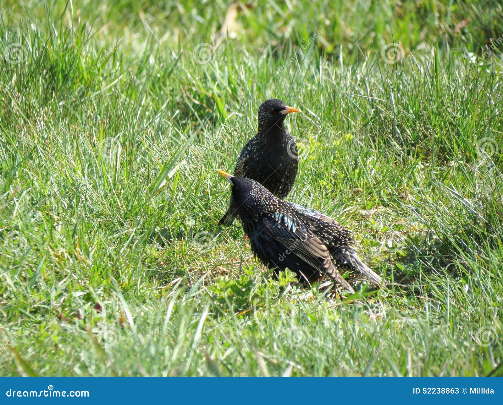 Two Starling Birds, Lithuania Stock Image - Image of pied, field: 52238863