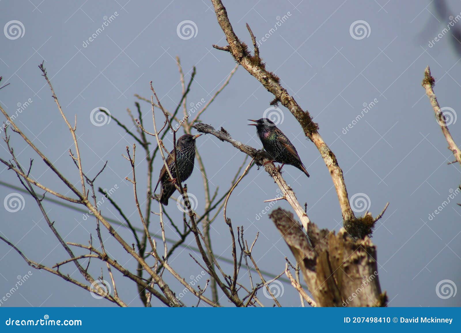 Two Starlings Conversation stock photo. Image of wildlife - 207498410