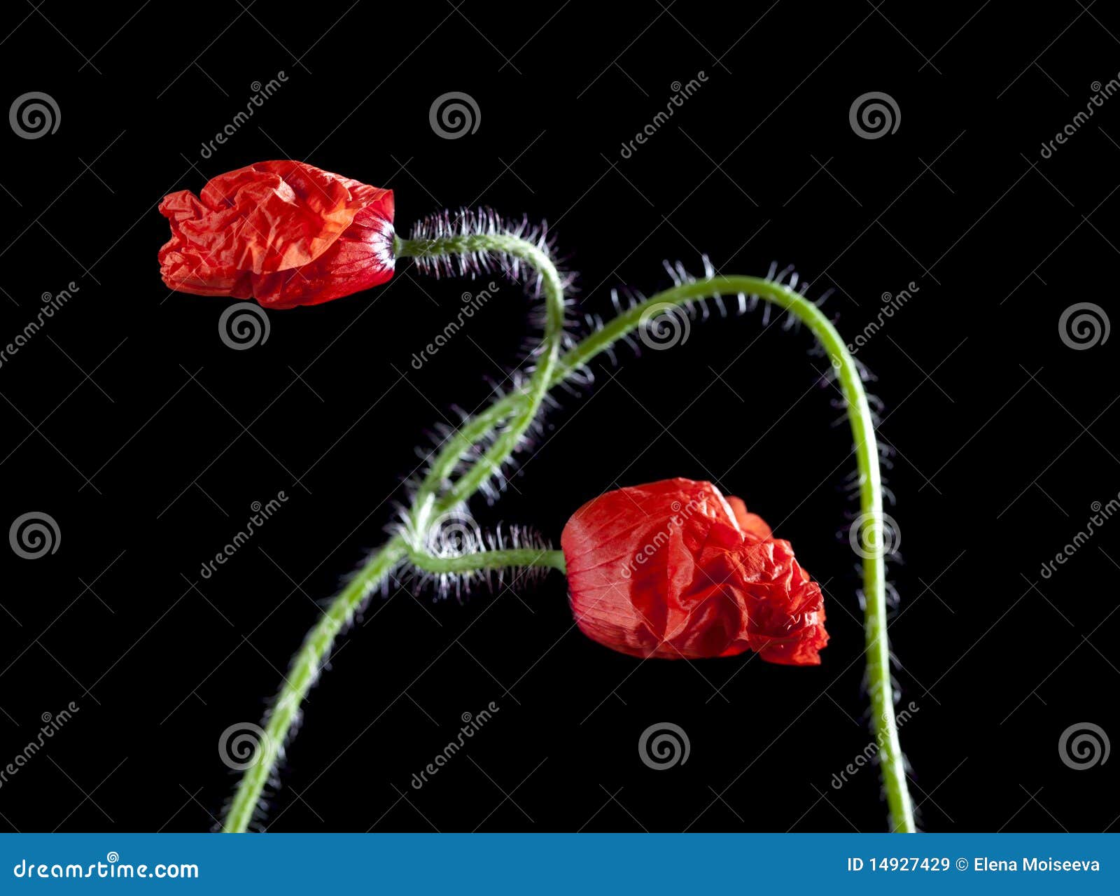 Two Still Closed Poppy Flowers Entwined Stock Image - Image of macro ...