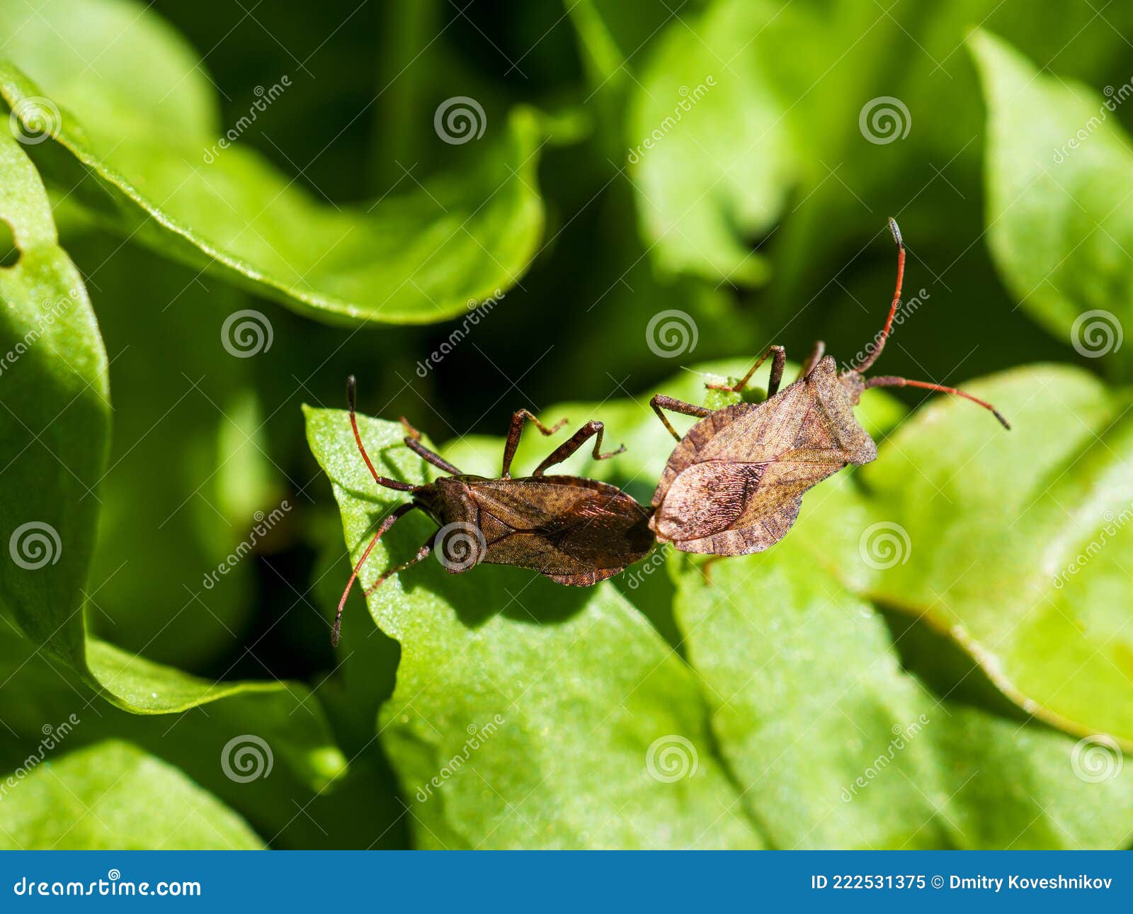 Two Stink Bugs Mating on a Green Leaf Illuminated by Sunlight. Stock ...