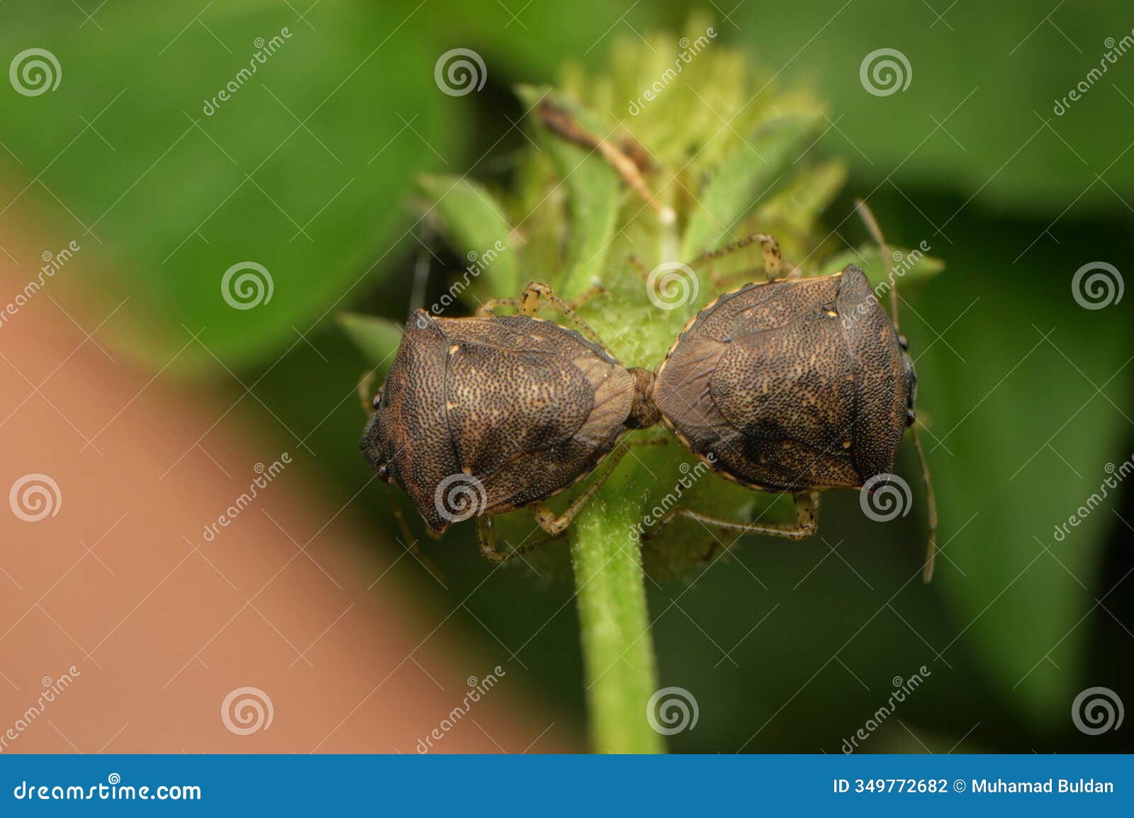 Two Stink Bugs Pentatomomorpha Stock Photo - Image of wildlife, animal ...