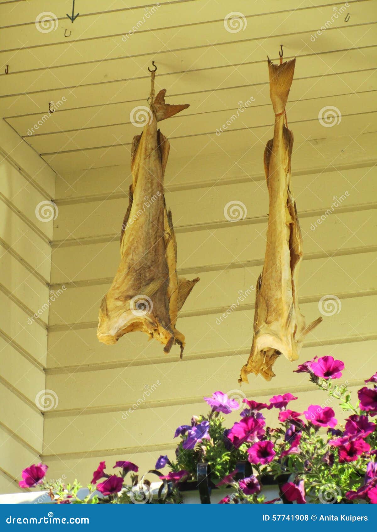 Two stockfish stock photo. Image of norway, hake, dried - 57741908