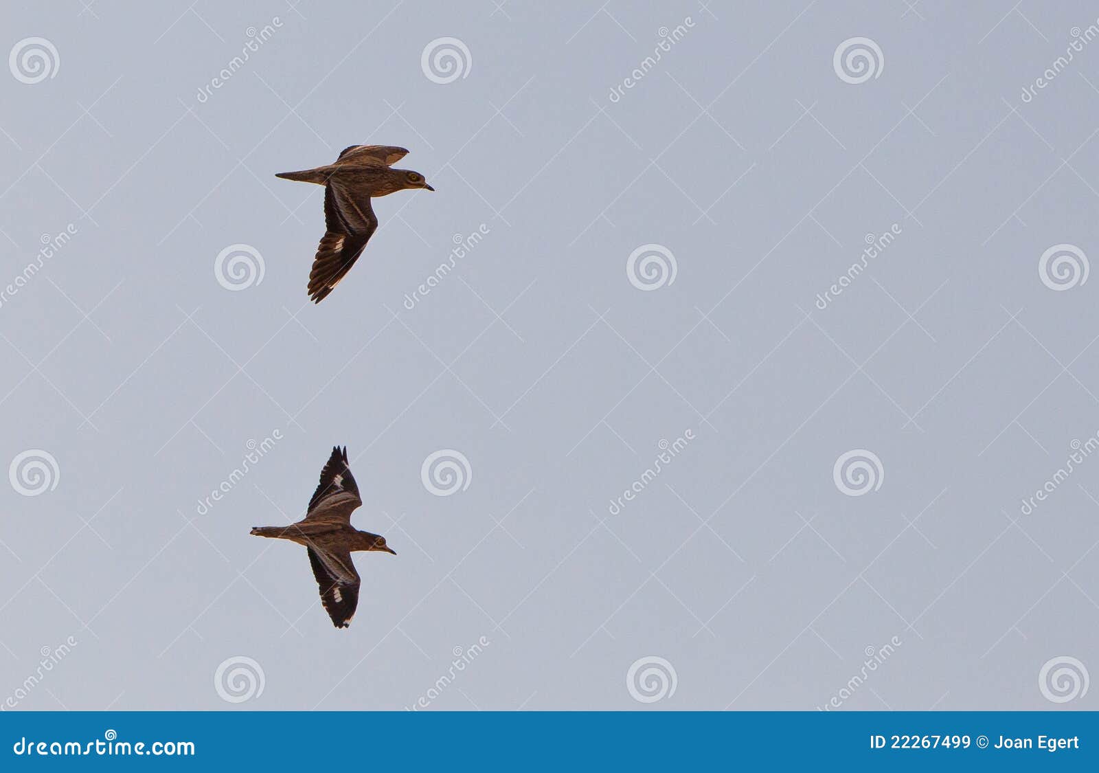 Two Stone Curlews in Flight Stock Image - Image of scared, birds: 22267499