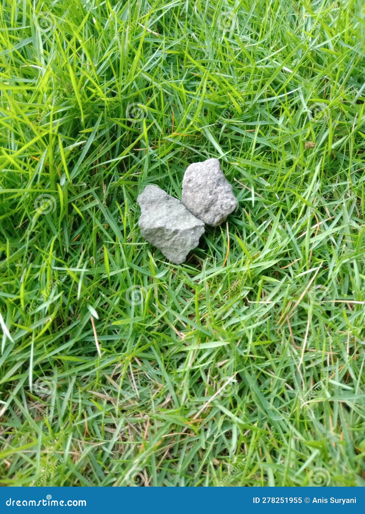 Two Stones on the grasses stock image. Image of stones - 278251955