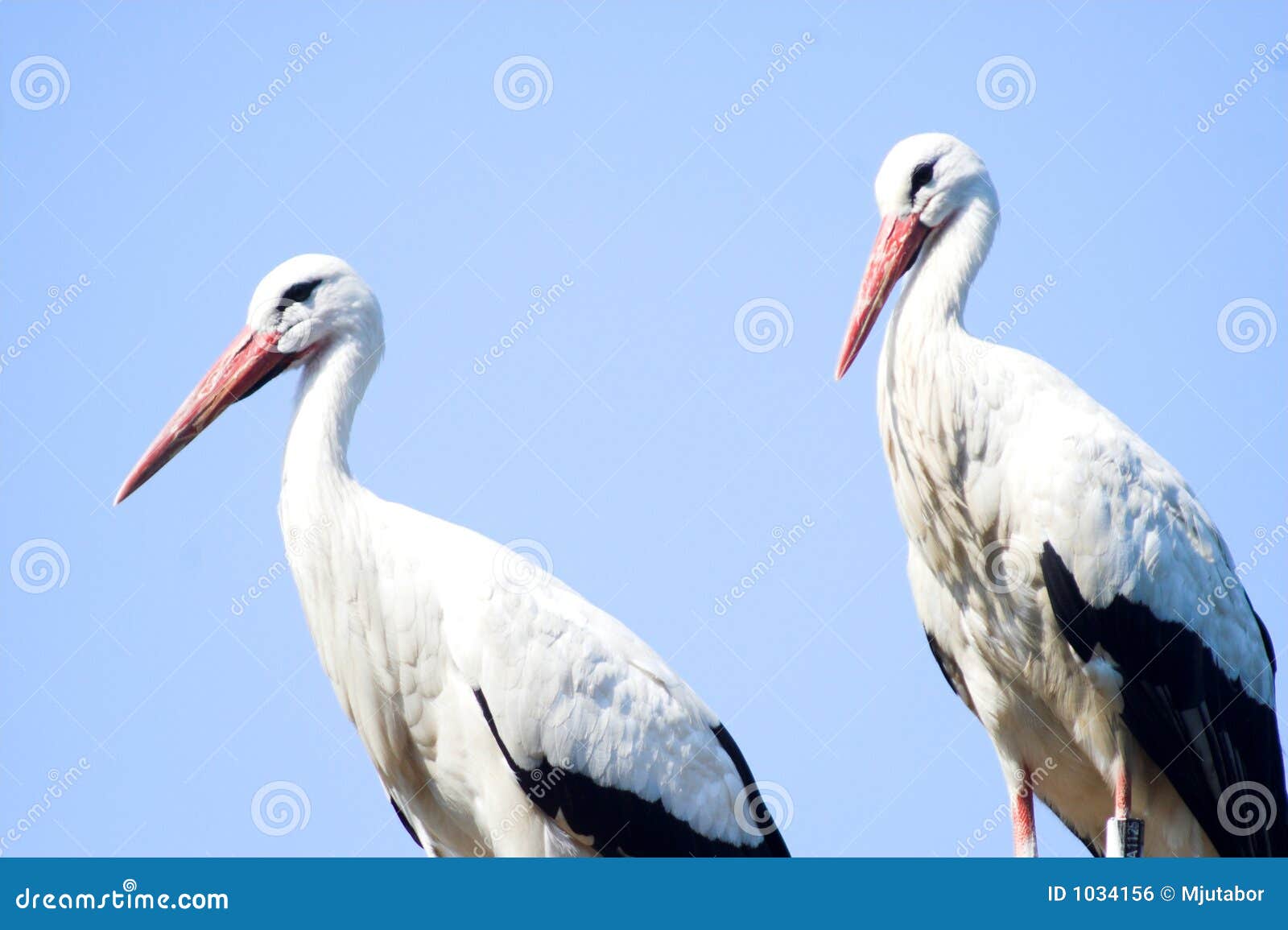 Two storks stock photo. Image of mates, symbolic, symbol - 1034156