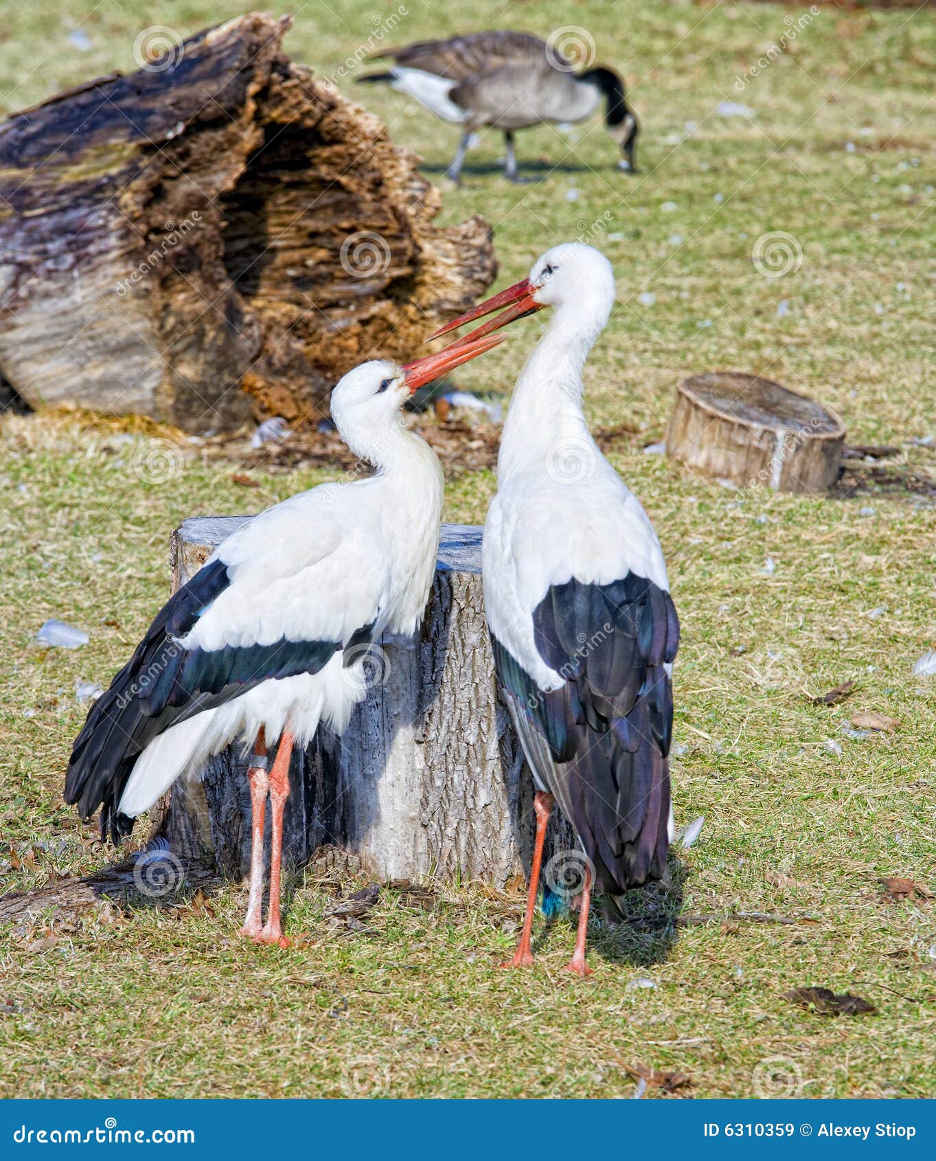 Two storks stock image. Image of standing, beaks, black - 6310359