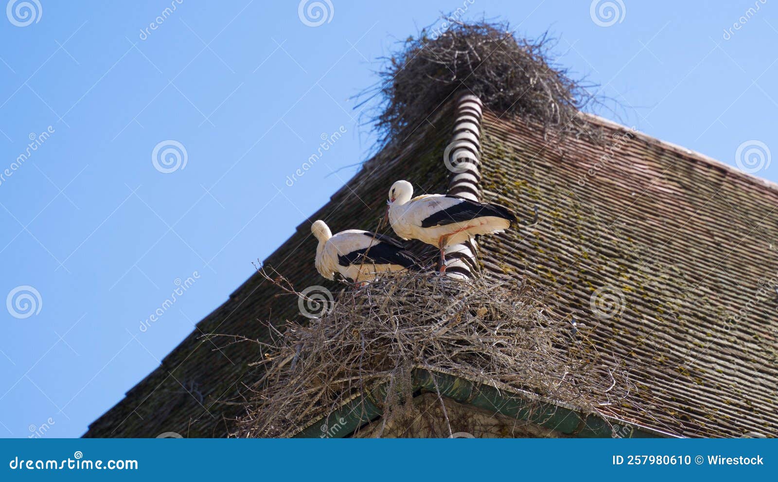 Two Storks on the Roof of a Building Stock Photo - Image of bavaria ...